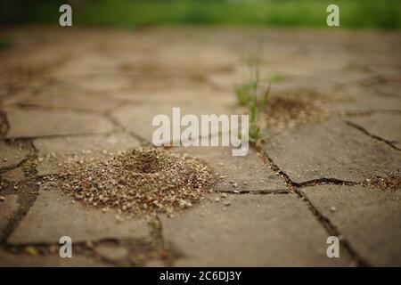 Small nests of ants in the stone floor of wild tiles. Top view Stock ...