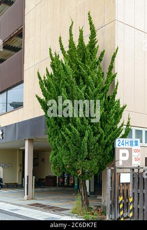 Chinese juniper, Juniperus chinensis var. globosa cinerea, is an ...