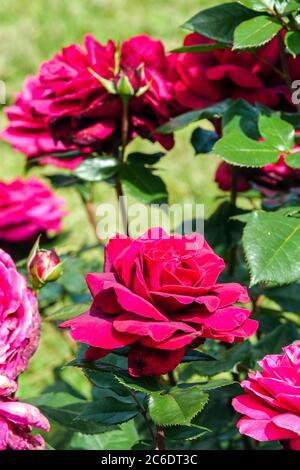 Red blooming roses in a flowerbed. Flower cultivation Stock Photo - Alamy