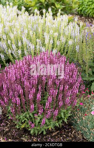 Salvia nemorosa Pink Profusion Perennial Salvia evergreen flower in the ...