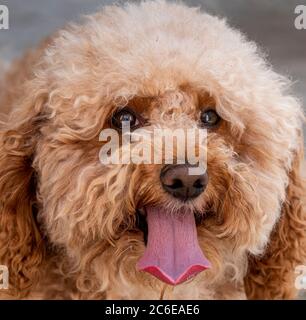 Dog with tongue hanging out looking up at walker. Cockapoo with woman ...