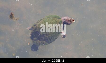 Northern long neck turtle covered in moss swimming in billabong in the ...
