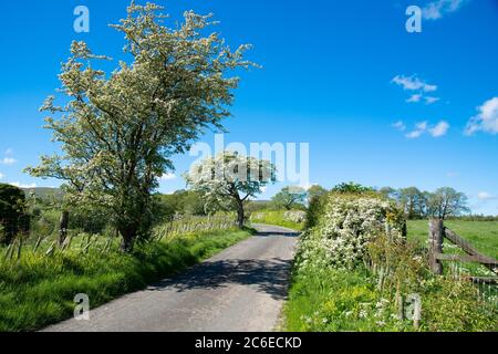 May blossom in the spring, Whitewell, Clitheroe, Lancashire Stock Photo ...