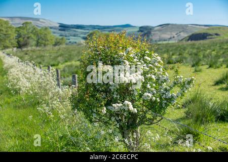 May blossom in the spring, Whitewell, Clitheroe, Lancashire Stock Photo ...