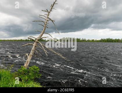 windy summer landscape from swamp lake, wind and turbulence of lake ...