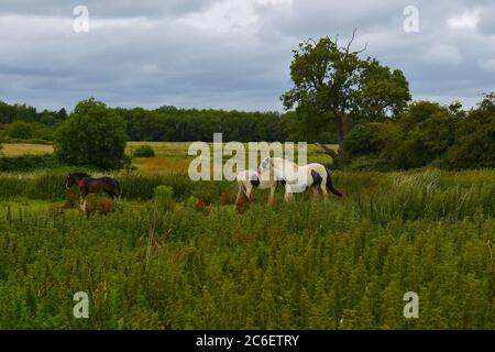 Gypsy Vanner Horse mare in autumn foliage Stock Photo - Alamy
