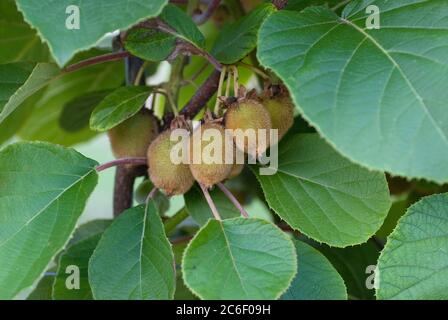 Kiwi (Actinidia deliciosa 'Jenny' Stock Photo - Alamy