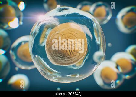 Human stem cells under a microscope Stock Photo - Alamy
