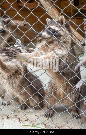 Portrait of a raccoon in a zoo enclosure Stock Photo - Alamy
