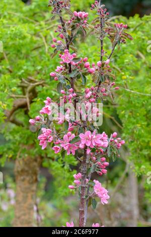 Saeulen-Apfel, Malus domestica Maypole, Column apple, Malus domestica ...