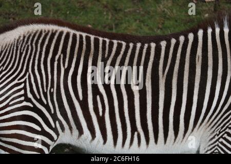 Zebra close up, patterns at Edinburgh Zoo in Scotland Stock Photo - Alamy