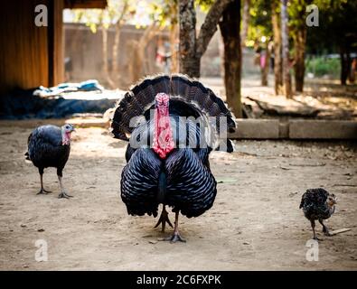 Domestic Turkeys at a farm in Ban Yang village, Laos, Southeast Asia ...