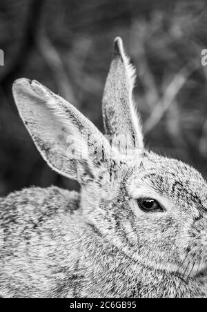 Spring Eastern Cottontail baby bunny (Sylvilagus floridanus) leaves it ...