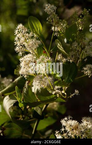 Snowbrush Ceanothus (Ceanothus velutinus Stock Photo - Alamy