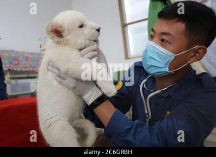 A zoo staff does physical check on a baby white lion at the Nantong ...