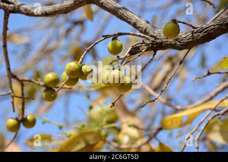 Branch with fruit. Diospyros Melanoxylon. Tendu tree/Indian Ebony ...