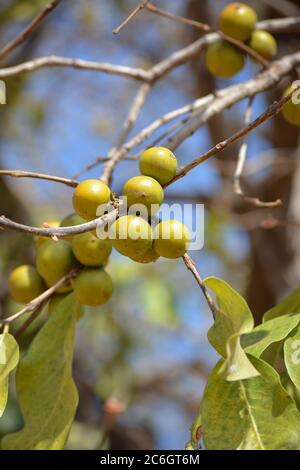 Branch with fruit. Diospyros Melanoxylon. Tendu tree/Indian Ebony ...