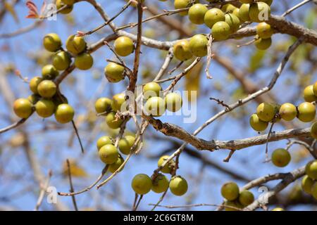 Branch with fruit. Diospyros Melanoxylon. Tendu tree/Indian Ebony ...