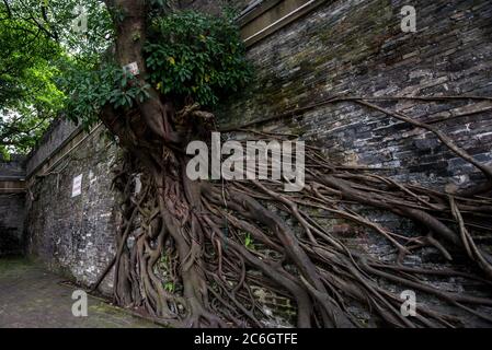 Banyan tree roots grow around boulders Stock Photo - Alamy