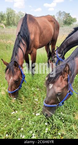 Beautiful horses at the farm in sunny spring day Stock Photo - Alamy