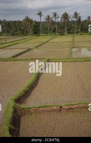 Rice field in East Java, Indonesia Stock Photo - Alamy