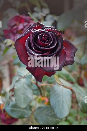 Single Ice Plant Blossom Stock Photo - Alamy