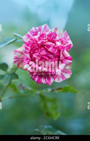 Colorful bush of striped roses in the garden. Beautiful red and white ...