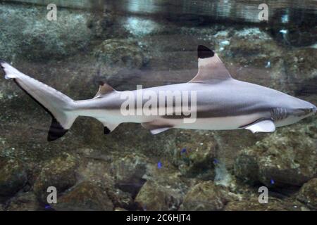 Carcharhinus melanopterus, Schwarzspitzen-Riffhai, blacktip reef shark ...