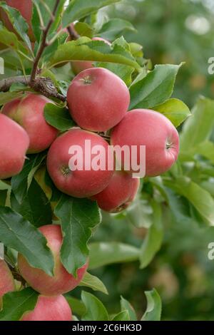 Apfel, Gala Regal Prince, Apfelsorte, Apfel, Kernobst, Obst Stock Photo ...