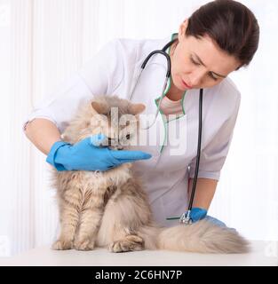 Hard-working vet physician inspecting gray hairy patient cat Stock ...