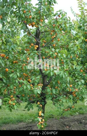 Apricot, Prunus armeniaca GOLDRICH ? ? , Aprikose (Prunus armeniaca ...