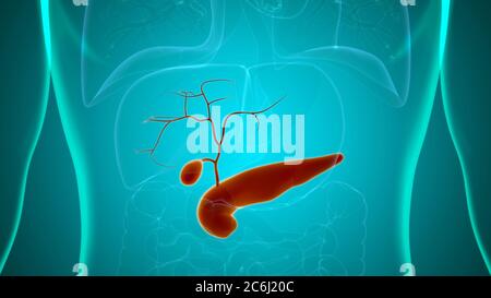 Human Digestive System Pancreas and Gall Bladder Anatomy For Medical ...