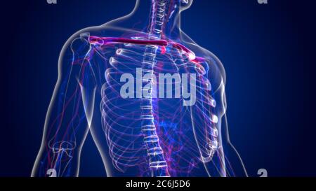 Human skeleton anatomy Clavicle Bones 3D Rendering For Medical Concept ...