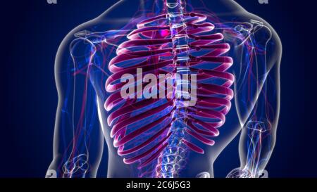 Human skeleton anatomy Rib Cage 3D Rendering For Medical Concept Stock ...