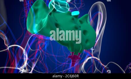 Human Skeleton Vertebral Column Coccyx or tail bone Anatomy 3D ...