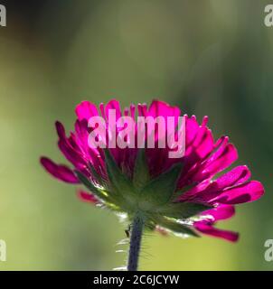 Scabious spp flower Stock Photo - Alamy