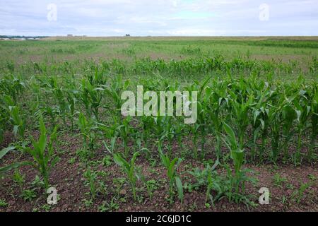 July 2020 - Poor crop of Maize Stock Photo - Alamy