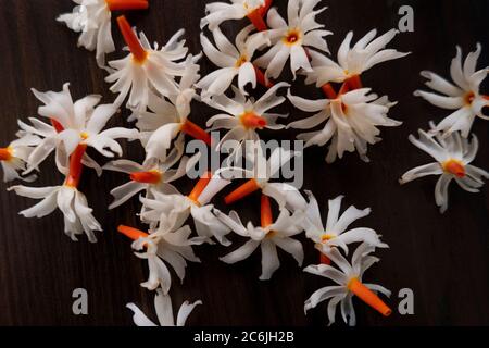Parijat (Night Jasmine) flower laying on ground its called Raat Ki Rani ...