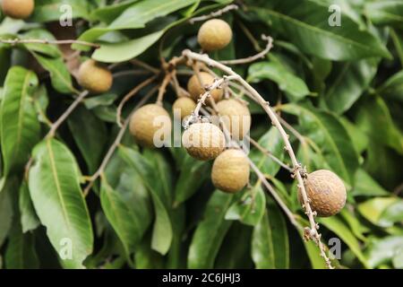 Young Small longan fruit on tree with green leaf Stock Photo - Alamy