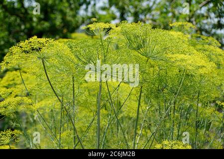 A bunch of yellow dill flowers under the sun Stock Photo - Alamy