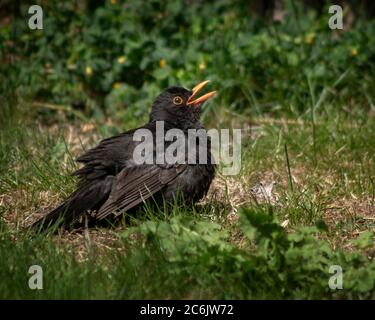 A male Blackbird sunbathing on a garden fence Stock Photo - Alamy