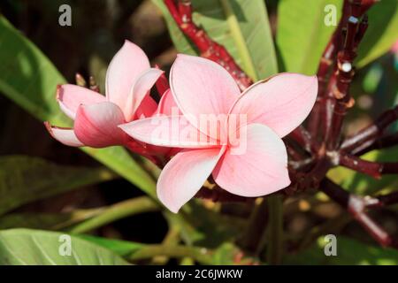 Closeup of plumeria flowers, Molokai, Hawaii, USA. Also known as ...