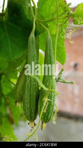 IMAGE OF SPONGE GOURD / GILKI / NENUA / PAROR VEGETABLE Stock Photo - Alamy