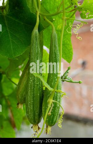 IMAGE OF SPONGE GOURD / GILKI / NENUA / PAROR VEGETABLE Stock Photo - Alamy