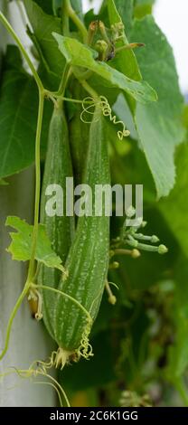 IMAGE OF SPONGE GOURD / GILKI / NENUA / PAROR VEGETABLE Stock Photo - Alamy