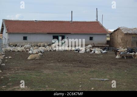 Flock of sheep in shock with sudden door opening Stock Photo - Alamy