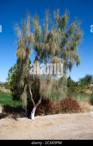 Haloxylon (saxaul) - genus of shrubs or small trees, plant family ...