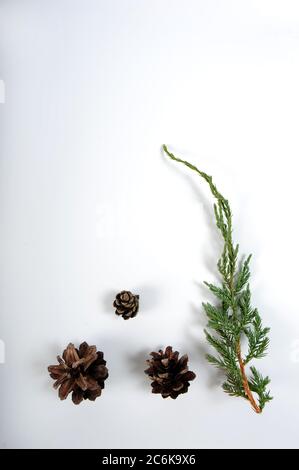 A vertical closeup shot of a brown pinecone on a pine tree branch Stock ...