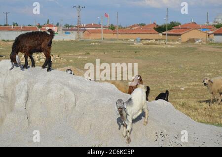 Flock of sheep in shock with sudden door opening Stock Photo - Alamy