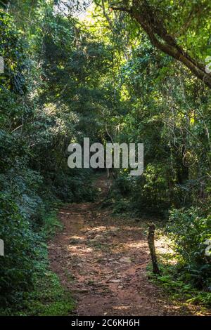 Dirt road in the brazilian forest in Ilhabela, São Paulo State, Brazil ...